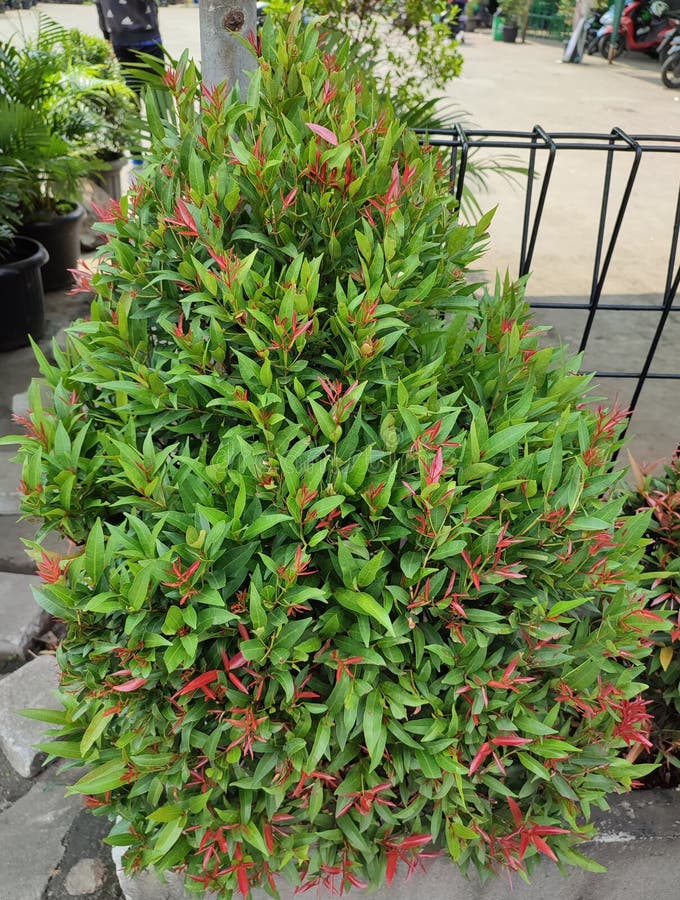 Photinias Red Robin Tree Has Beautiful Bright Red Leaves Stock Image ...