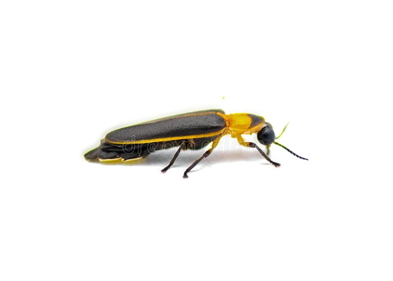 Photinus Collustrans - a Firefly or Fire Fly, Lightning Bug, Glowworm ...