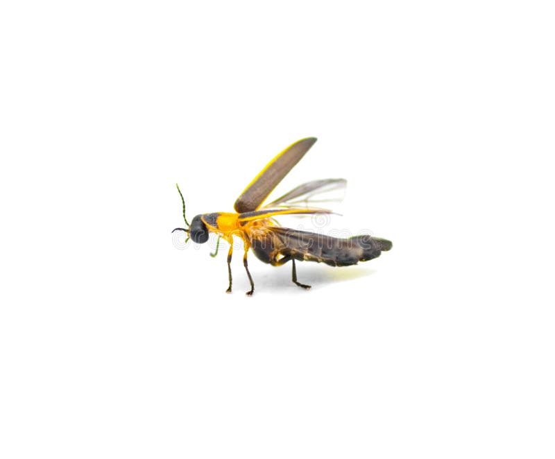Photinus Collustrans - a Firefly or Fire Fly, Lightning Bug, Glowworm ...