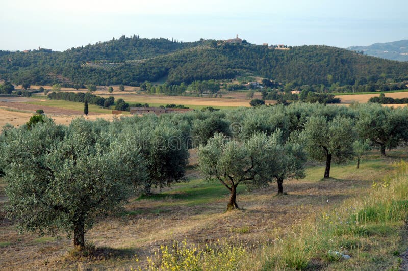 Fields of Olives in Sicily Italy Stock Image - Image of italian, field ...