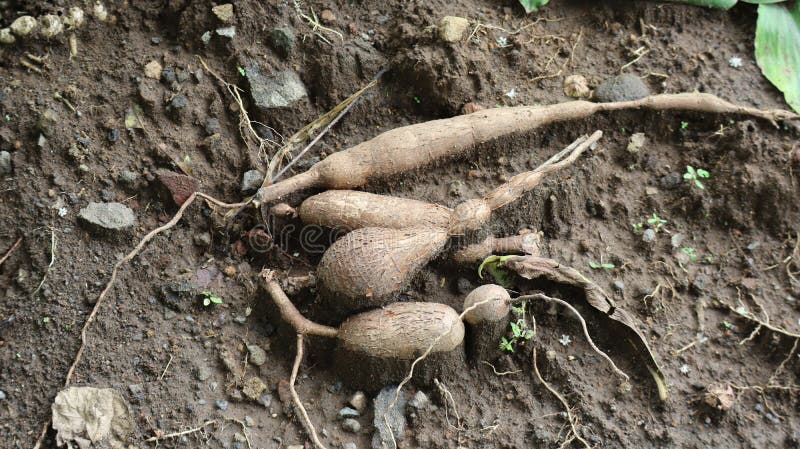 Photo from Above of Cassava that is Partly Visible on the Surface Under ...