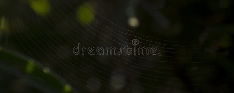Abstract Blured Cobweb, Gold Spider Web on Black Background Stock Photo ...
