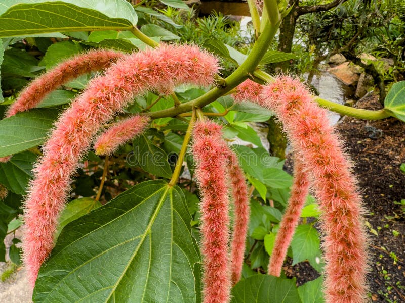 Photo of Acalypha Hispida in a Garden Stock Image - Image of woods ...