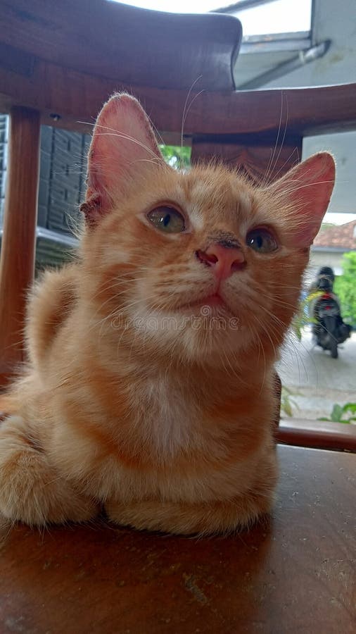 A Photo of an Adorable Cat with Its Cute and Orange Behavior Stock ...