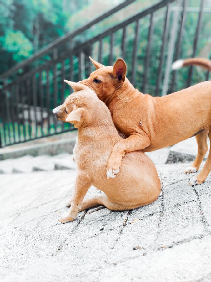 Photo of an Affectionate Dog Taken from Behind Stock Image - Image of ...