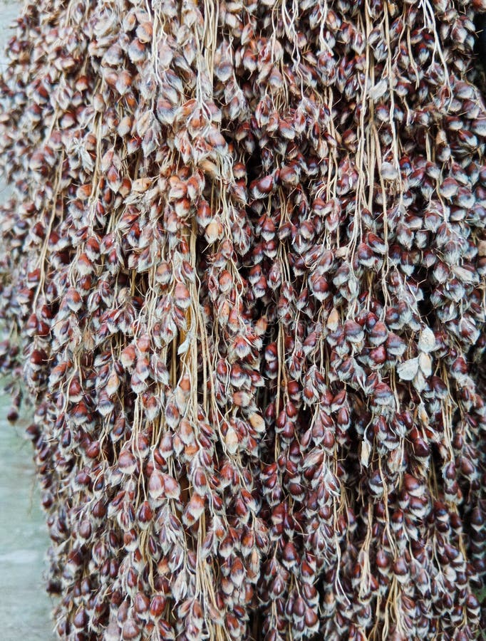 This is a Photo of Aged Sorghum Pods Stock Photo - Image of textile ...