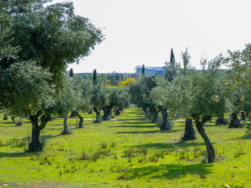 Aligned trees in a park stock photo. Image of trees - 131048788