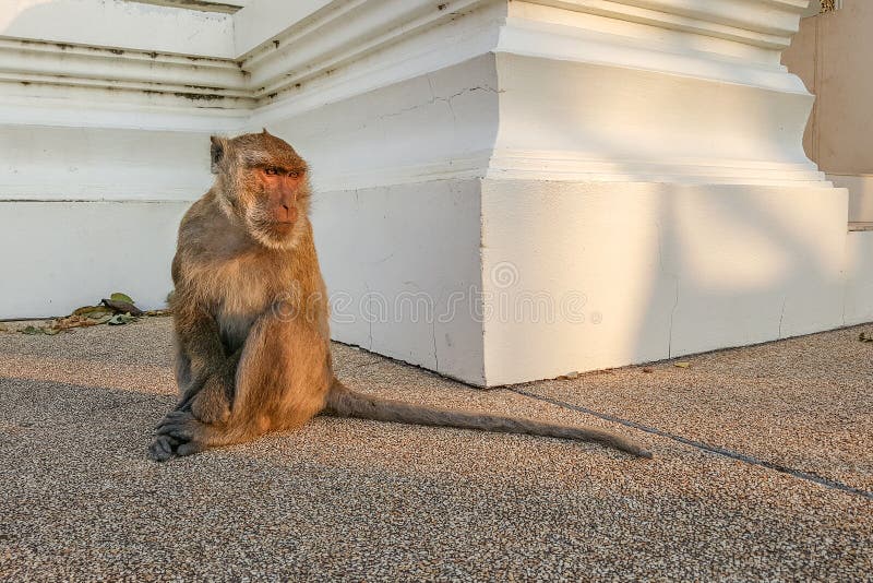 Alone monkey stock photo. Image of white, look, macaca - 139716708