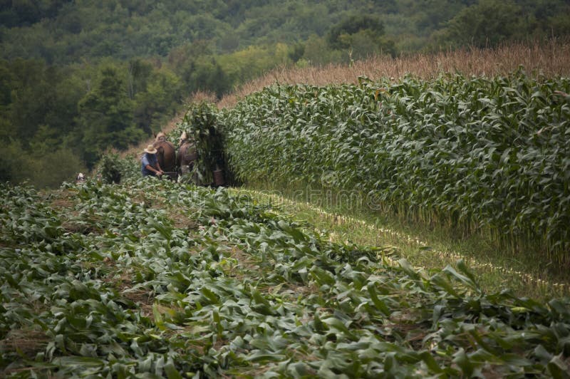 Amish Farmer Harvesting Corn Stock Photo - Image of pennsylvania ...