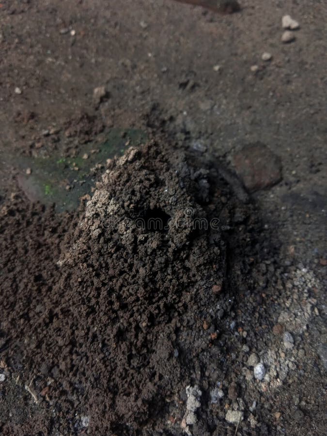 Photo of Ant Nest Tracks on the Ground . Stock Photo - Image of macro ...