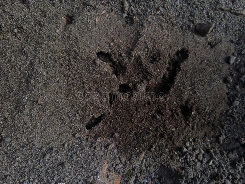 Photo of Ant Nest Tracks on the Ground . Stock Image - Image of ...