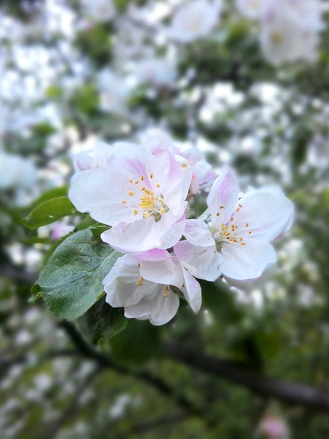 Photo Apple Flowers / Fruit Trees of Temperate Climate Stock Image ...
