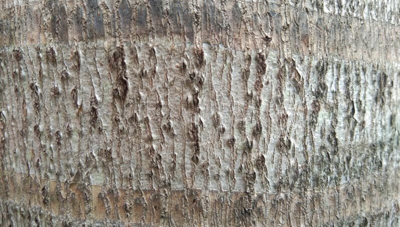 Photo of Areca Nut Tree Bark Stock Image - Image of outdoor, brown ...