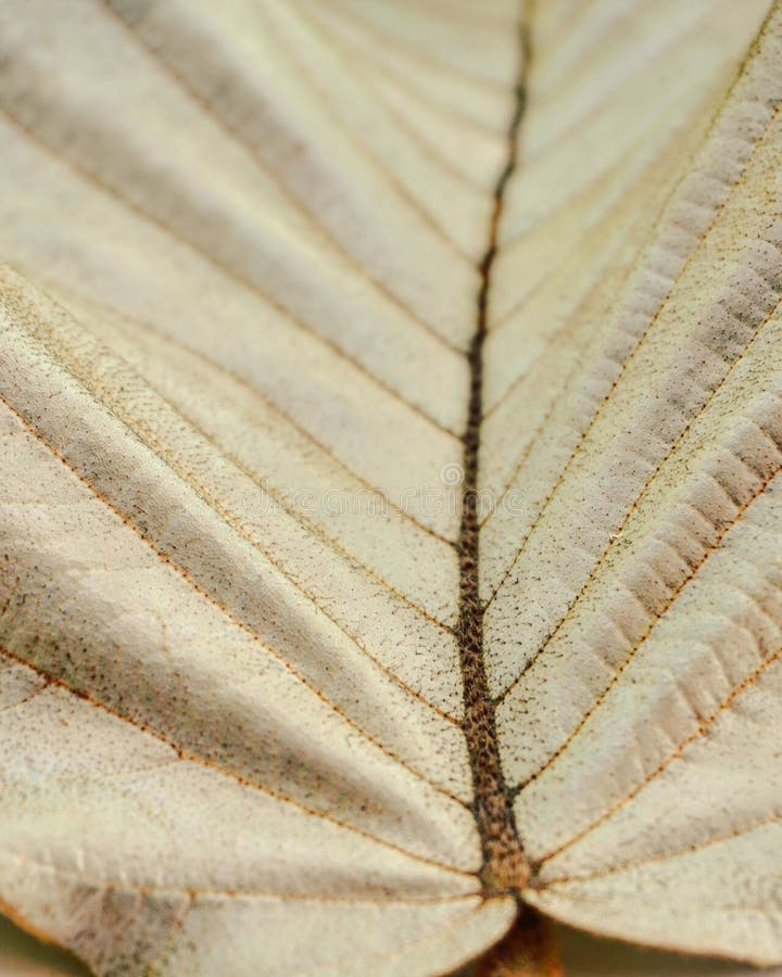 Artistic lines on leaf stock image. Image of wallpaper - 199989585