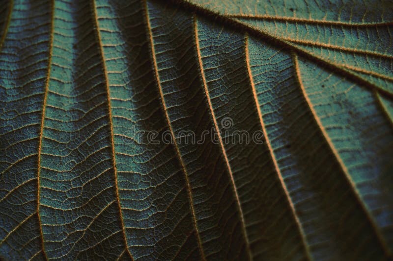 Artistic lines on leaf stock image. Image of beautiful - 199989589
