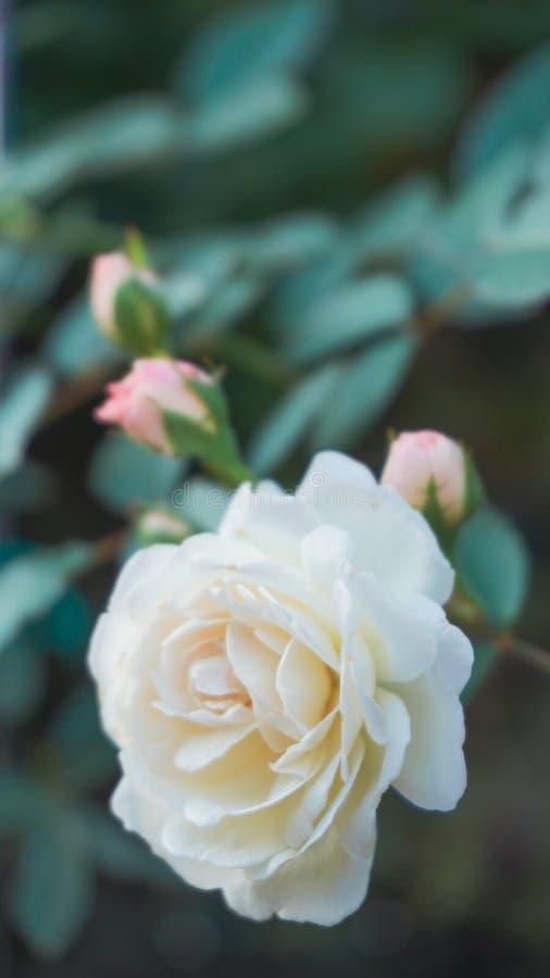 Artistic Roses Garden in the Forest Stock Image - Image of colored ...