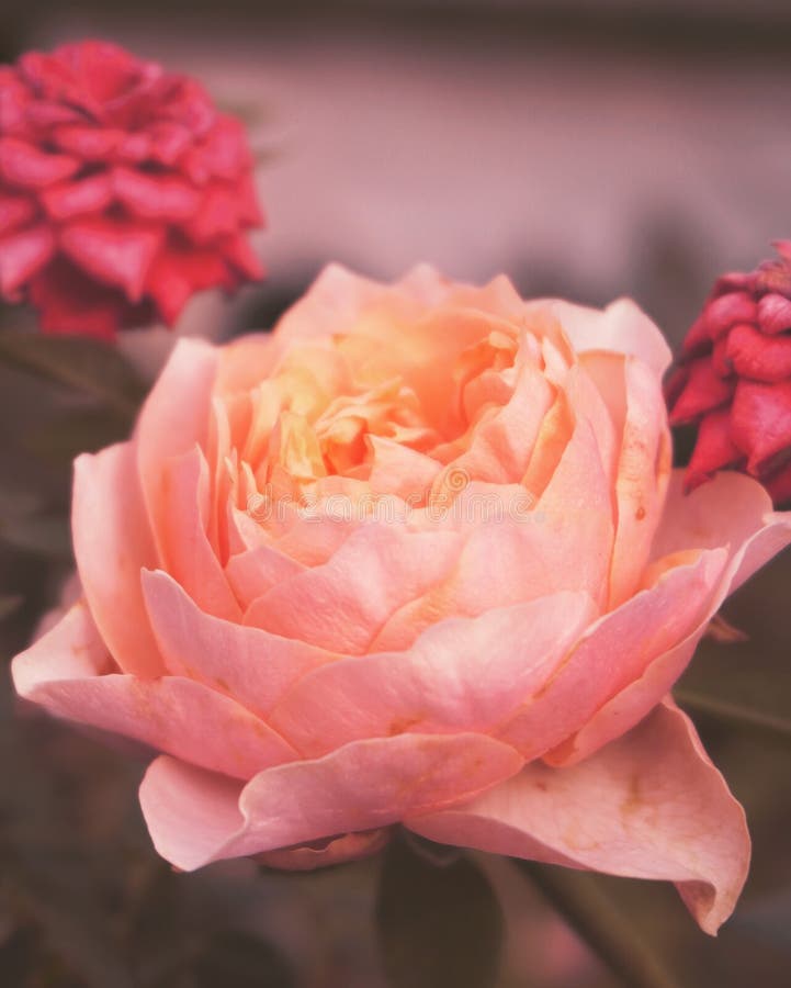 Artistic Roses Garden in the Forest Stock Illustration - Illustration ...