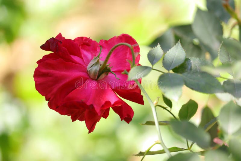 Photo of the Attraction Behind the Pink Rose Stock Image - Image of ...