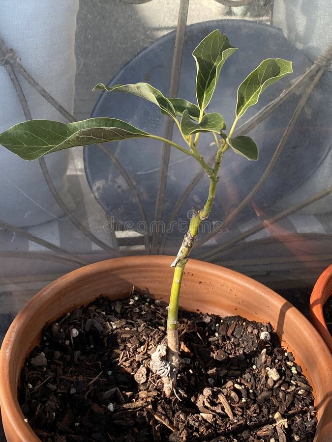 Photo of an Avocado Seedling Growing Outdoors Stock Photo - Image of ...