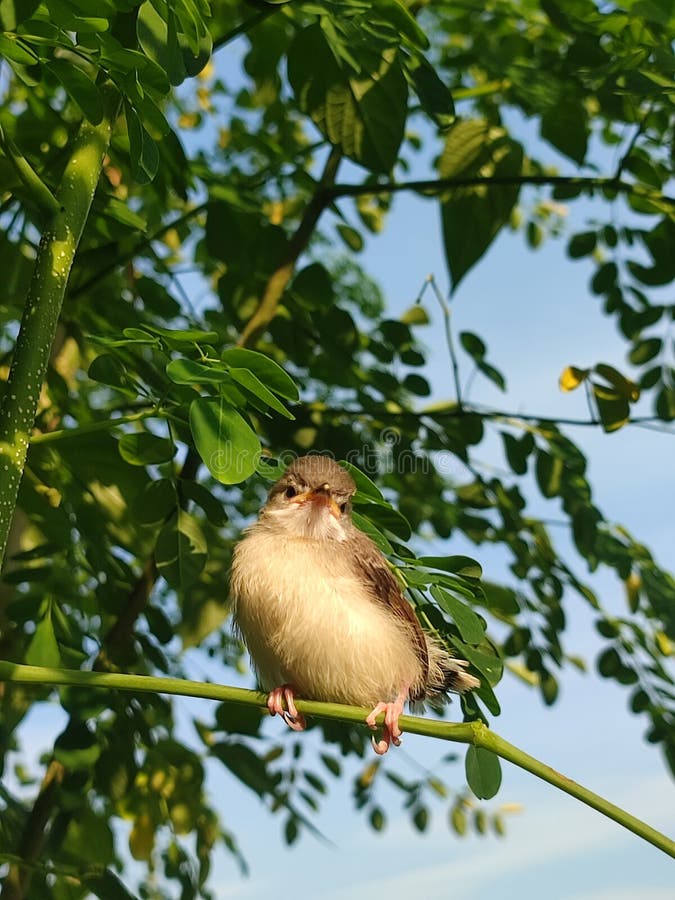 Photo of a Baby Bird that Has Started To Fly and is Basking Stock Photo ...