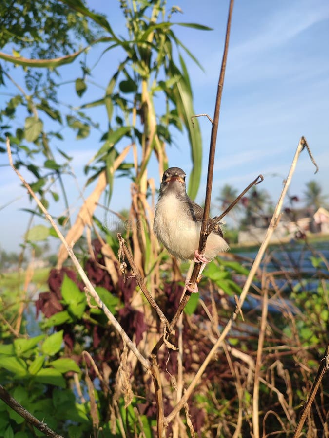Photo of a Baby Bird that Has Started To Fly and is Basking Stock Photo ...