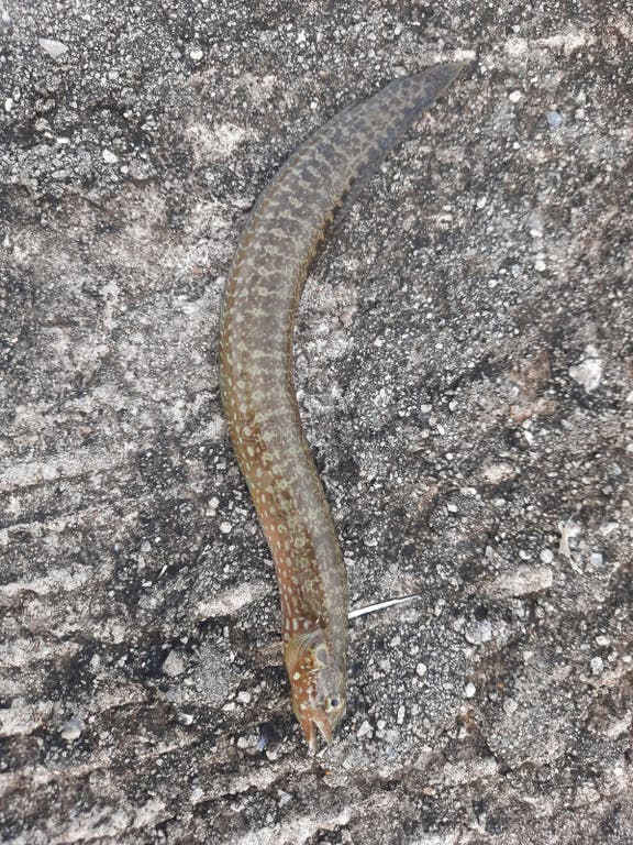 A photo of a baby eel stock photo. Image of frog, animal - 257178386