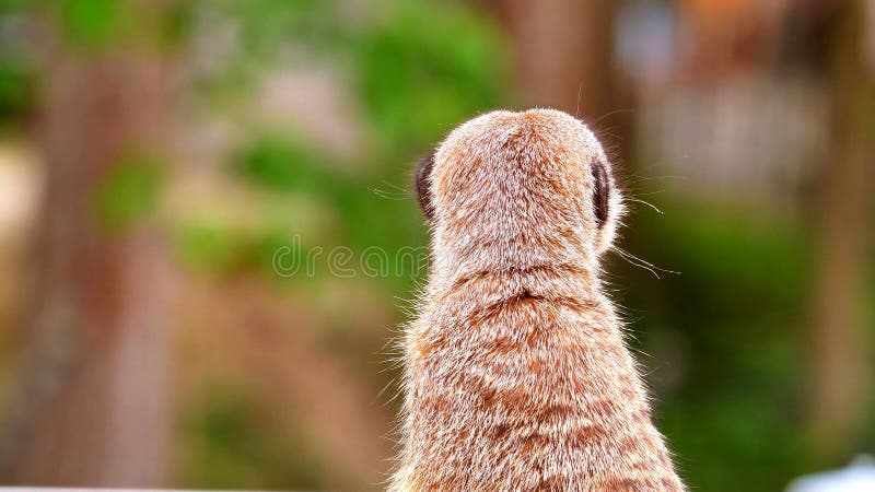 Back of the Head of a Meerkat Stock Photo - Image of lookout, cute ...