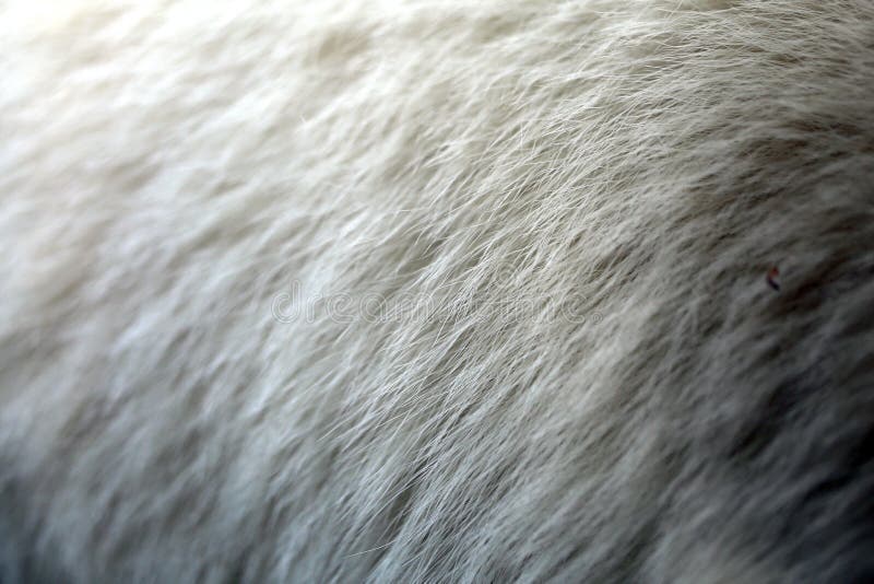 Texture of polar bear skin stock photo. Image of fluffy - 38369276