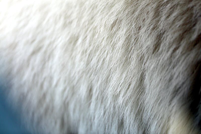 184 White Polar Bear Fur Texture Stock Photos - Free & Royalty-Free ...