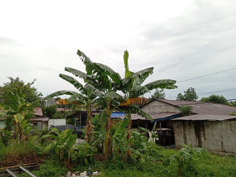 Photo of Banana Tree Behind the House Stock Image - Image of tree ...