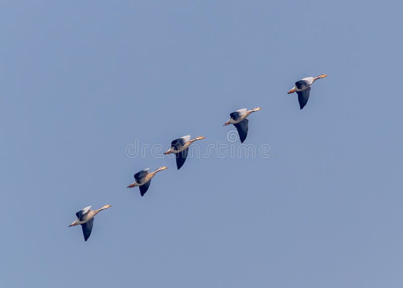 Photo of Bar-headed Geese in Flight Stock Photo - Image of bird ...