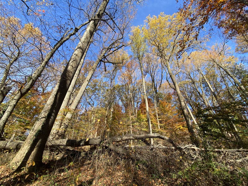Bare and Autumnal Trees in the Forest in November Stock Image - Image ...
