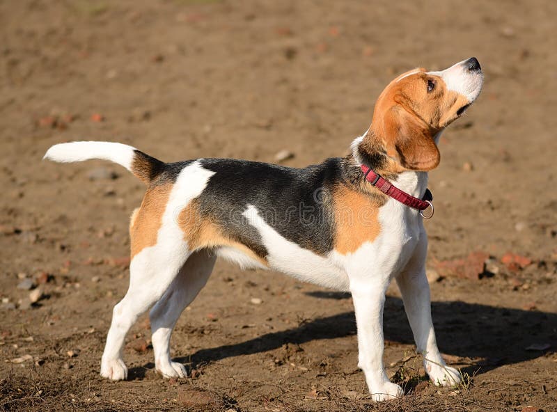 Photo of a Beagle Dog in Garden Stock Photo - Image of clever, friendly ...