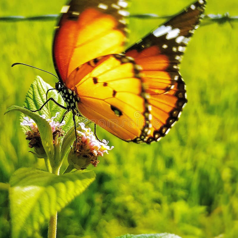 Beautiful Battarfly Stock Photos - Free & Royalty-Free Stock Photos ...