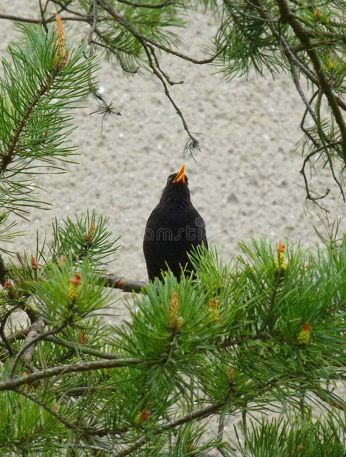 Beautiful Blackbird Sitting and Singing on the Branch of a Pine Tree ...