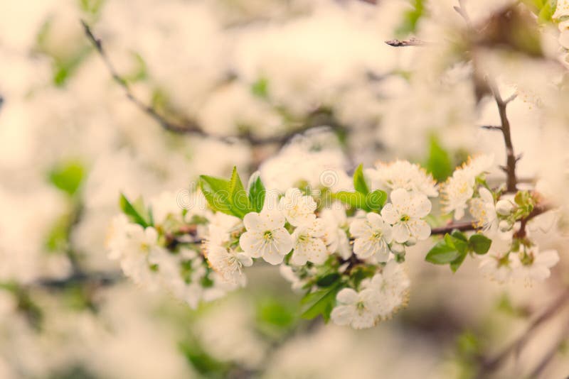 Photo of Beautiful Blooming Tree with Wonderful Small White Flow Stock ...