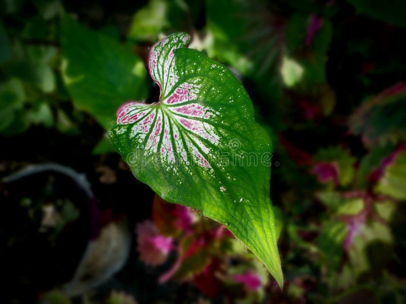 Photo of Beautiful Colored Tiny Taro Leaves in the Morning Stock Image ...