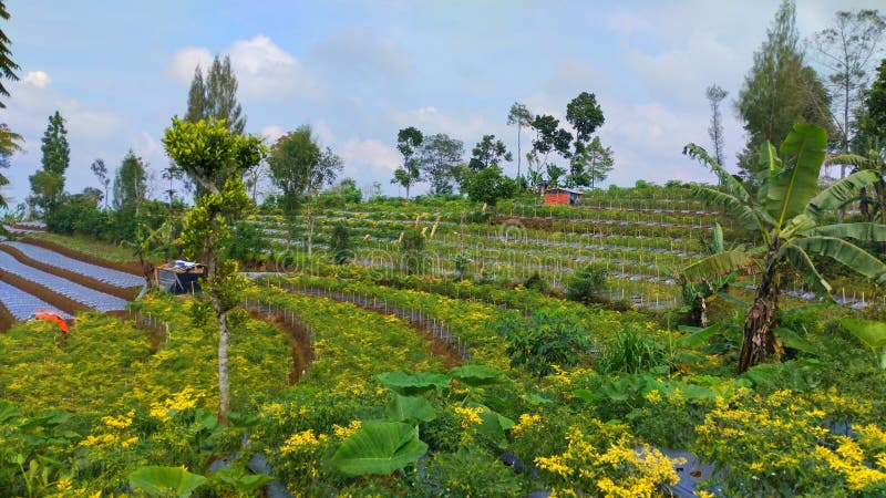 A Photo of Beautiful Curved Terraced Fields Stock Image - Image of ...