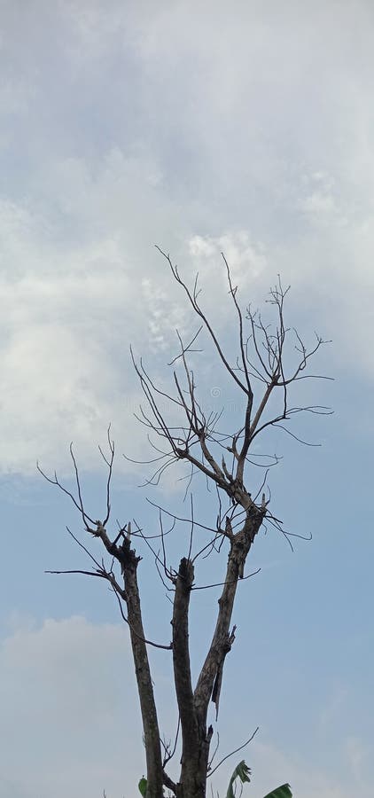 Photo of a Beautiful Dry Tree Branch during the Day Stock Image - Image ...
