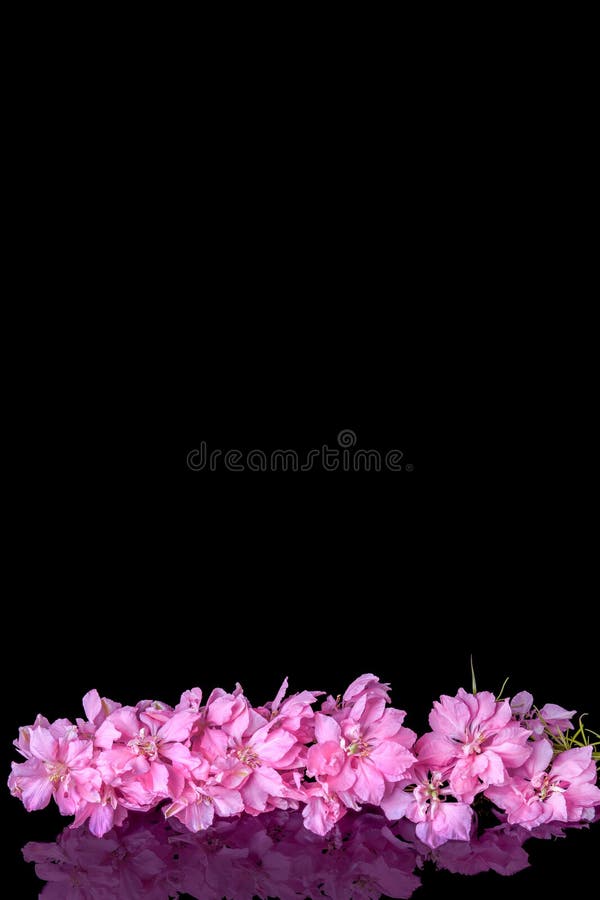 Photo of Beautiful Flowers on Black Background Stock Image - Image of ...