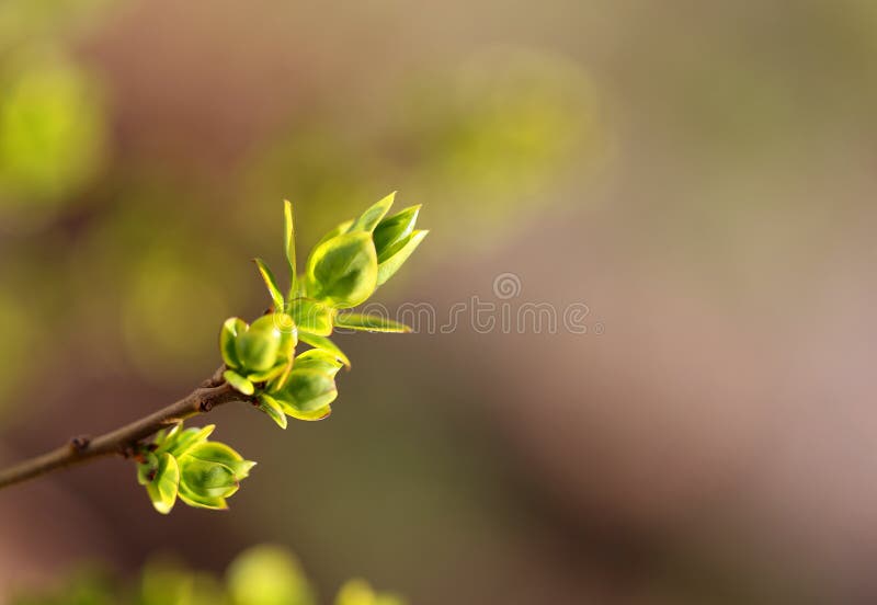 Photo of the Beautiful Green Sprout Stock Image - Image of bright ...