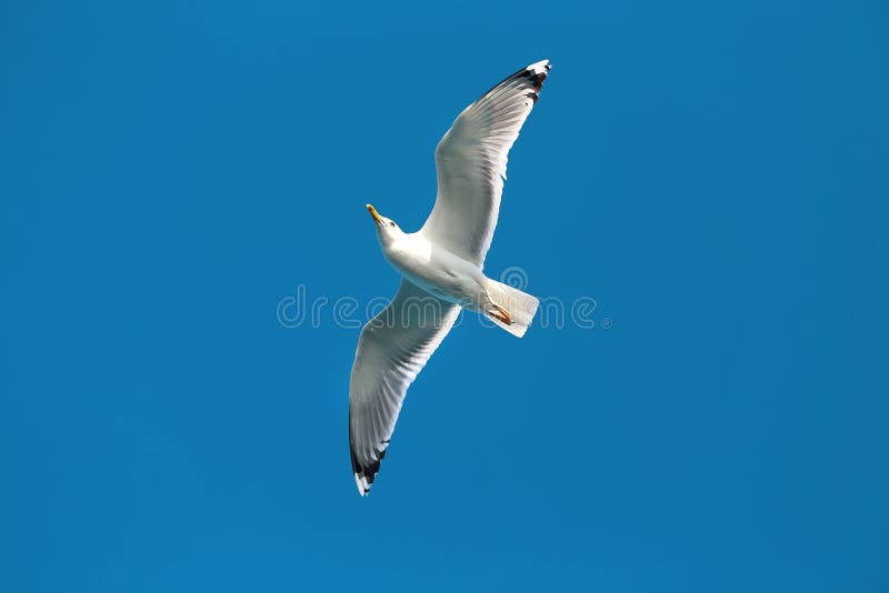 The Magic of Gull Rocks stock photo. Image of seaside - 47259960
