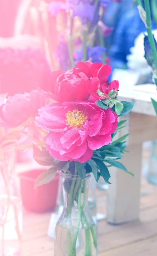 Photo beautiful peonies stock image. Image of nature - 98608027