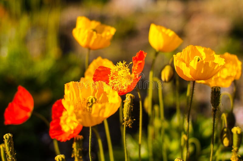 Photo of Beautiful Poppy Flowers Stock Photo - Image of fresh, green ...