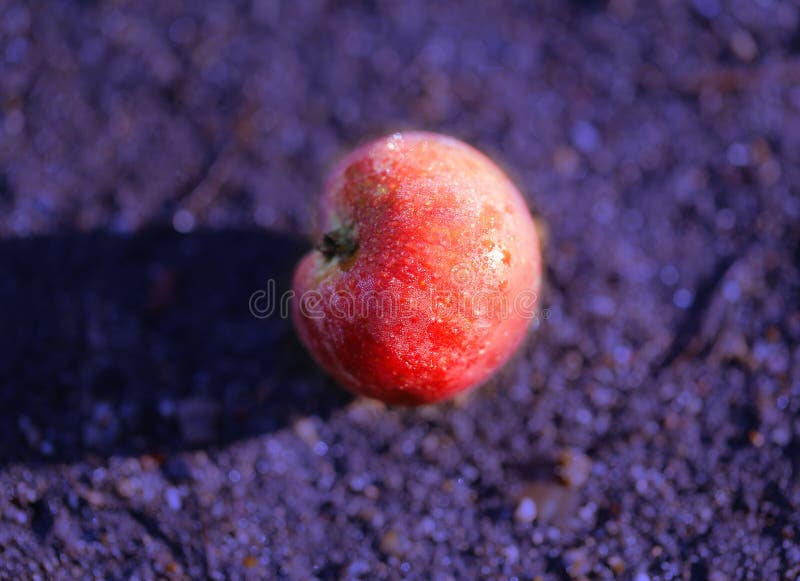Photo of a Beautiful Red Apple Stock Image - Image of nectar ...