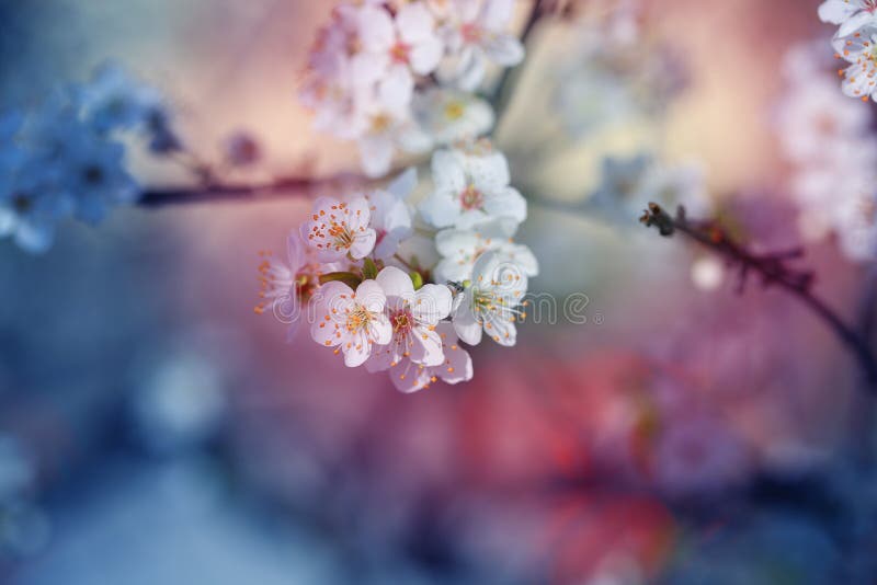 Photo Beautiful Spring Flowers on a Sunny Day Stock Photo - Image of ...
