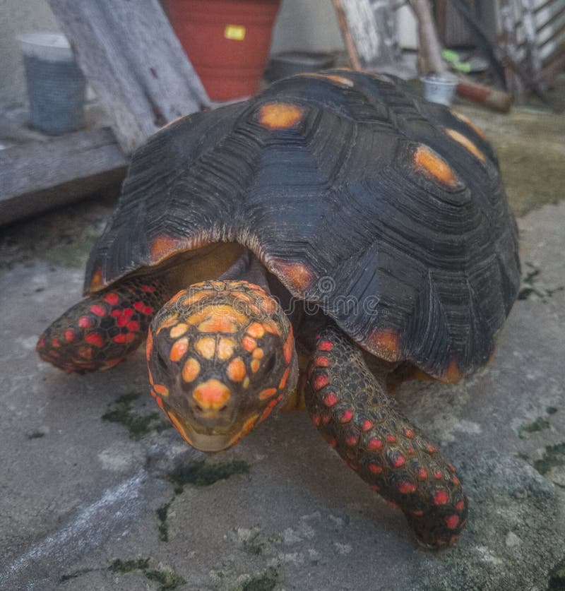 Photo of a Beautiful Turtle Tortoise Posing for the Photo Stock Image ...