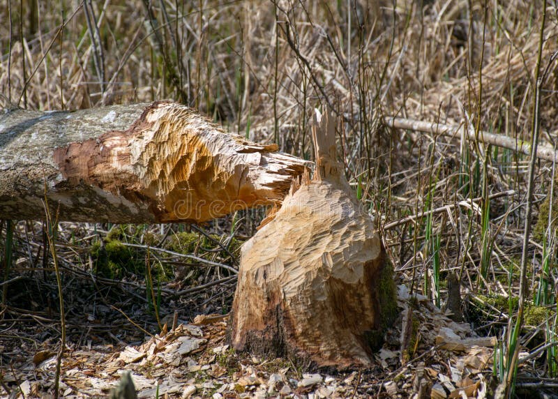 Photo of a Beaver Biting an Old Tree Stock Photo - Image of bark, wild ...