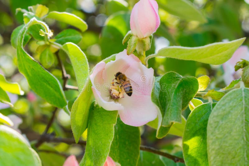 A Bee on an Apple Tree Flower Illuminated by the Rays of the Spring Sun ...