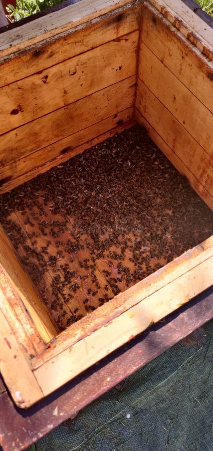 Photo of a Bee Colony that Did Not Survive the Cold Winter. Stock Photo ...